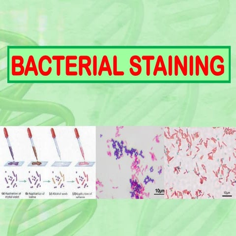 6-pewarnaan-bakteri gram positif dan negatif | PPT