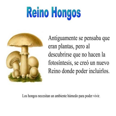 reino hongos o fungi | PPT