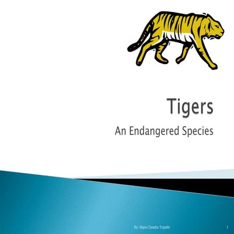 Tiger-project for High School Students | PPTX
