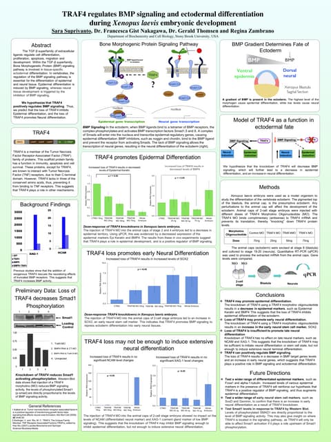 URECA poster - Sara Supriyatno & Regina Zambrano