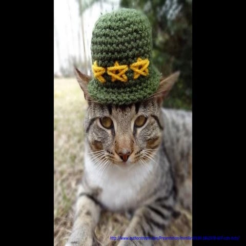 607- Cats'hats | PPT