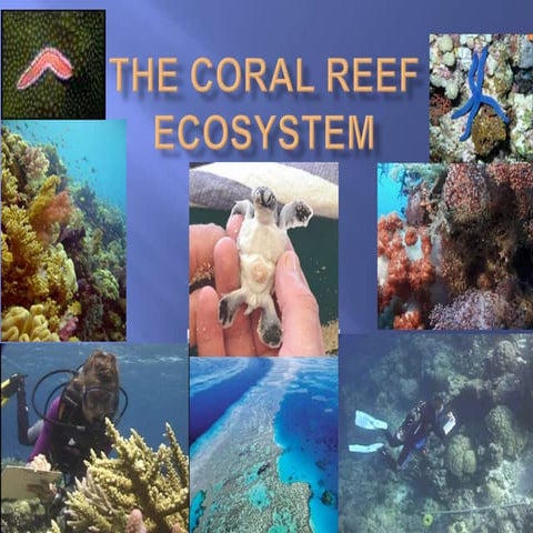 6 08 collaborative project coral reef ecosystem | PPTX