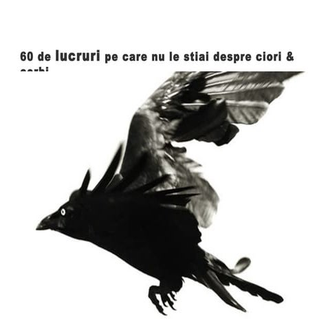 60 de lucruri pe care nu le stiai despre ciori | PPT