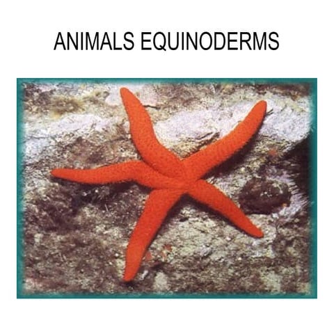 equinoderms | ODP