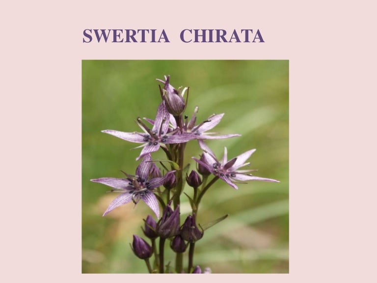 SWERTIA CHIRATA NATURAL PRODUCT OF PHARMACEUTICALS
