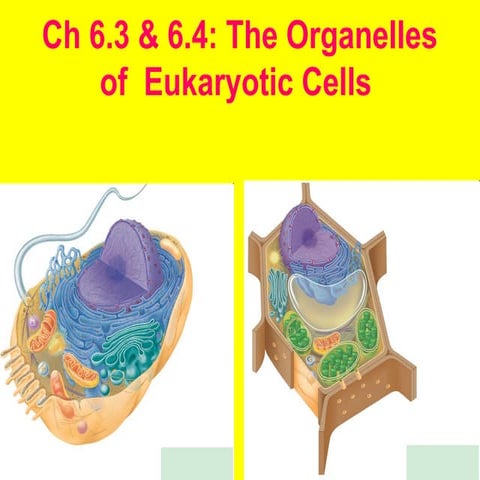 AP Bio Ch. 6.3 - 6.4 organelles | PPT