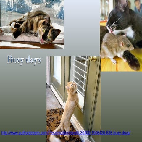 635 - Busy days | PPT