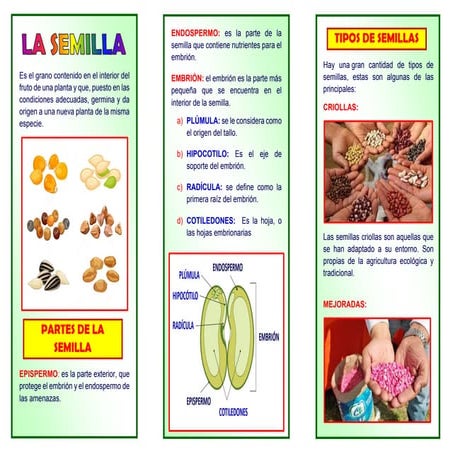La semilla | PPT