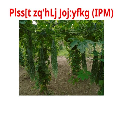 IPM in Nepal IPM in Nepal IPM in Nepal IPM in Nepal | PPTX