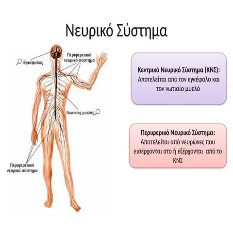 Κεφ.9: ΝΕΥΡΙΚΟ ΣΥΣΤΗΜΑ | PDF