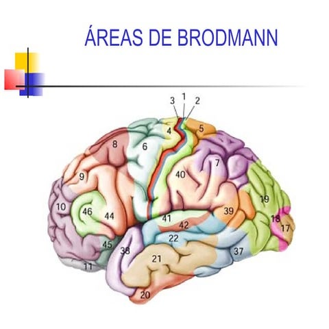 Areas de brodmann completas con descripción | PDF