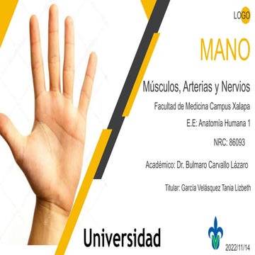 anatomia de la mano completa huesos, region palamar y dorlsal | PPTX