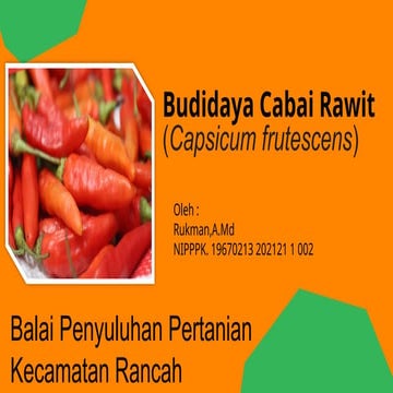671773234-Rukman-PPT-Budidaya-Cabai-Rawit.pptx