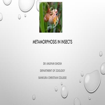 Metamorphosis in insects ppt.pptx