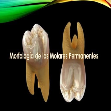 Primer molar superior | PPTX