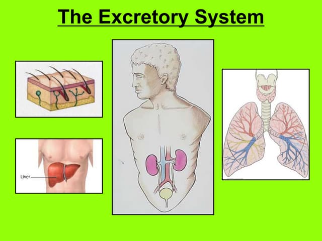 Excretory system ppt | PPT