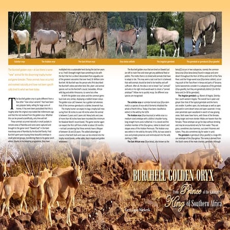 golden oryx AFRICAN OUTFITTER ARTICLE | PDF