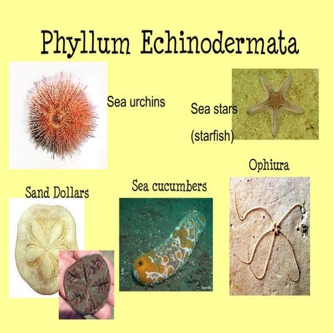 Echinoderms | PPT