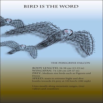 bird book | PDF