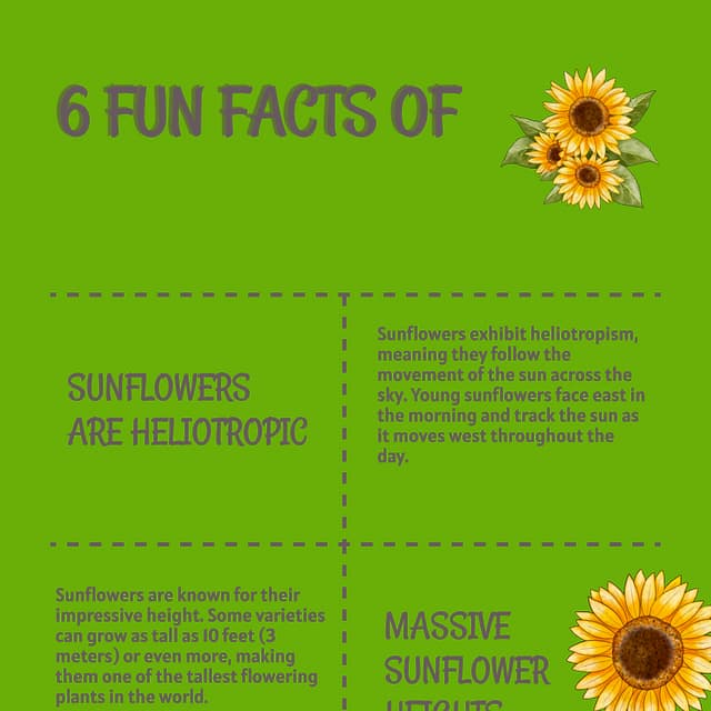 Sunflowers | PPT