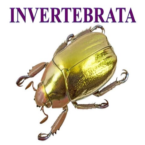 Invertebrati | PPTX | Biological Sciences | Science
