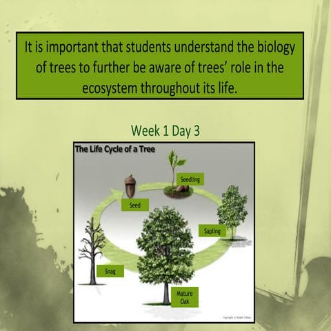 6 powerpoint tree_lifecycle_w1_d3 (1) | PPT