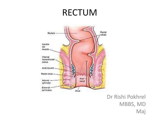 Rectouterine Pouch.pptx