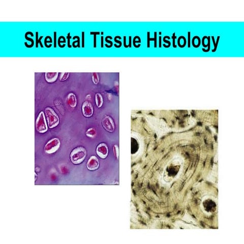 Skeletal tissue.pdf