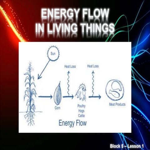 6th - Block 5 - Energy Flow | PPTX