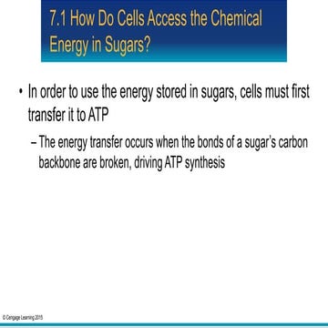 CELLULAR RESPIRATION.pptx class 10 biology cellular respiration | PPTX