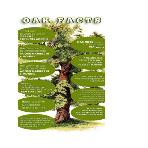 Facts About The Majestic Oak Tree | DOCX