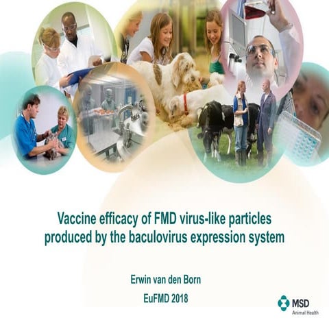 Vaccine efficacy of FMD virus -like particles like particles like ...
