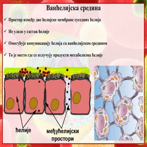 7. Vancelijska sredina | PPT