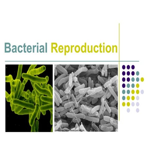 4.4 Bacteria Reproduction Presentation | PPT