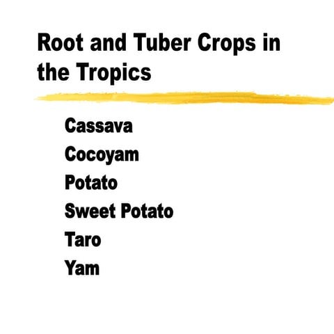 7 1 rootcrops | PPT
