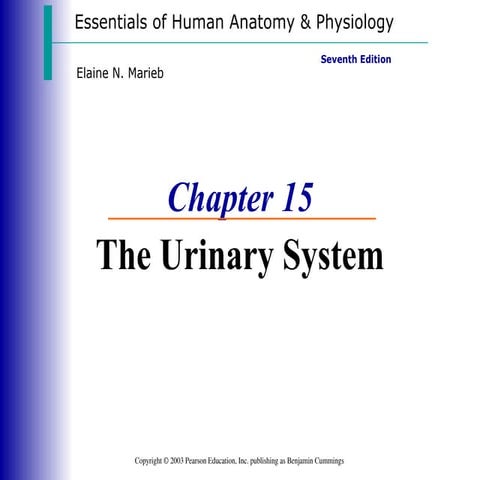 the urinary system | PPT