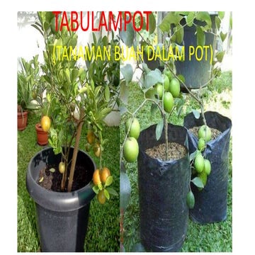 7. TABULAMPOT.pptx