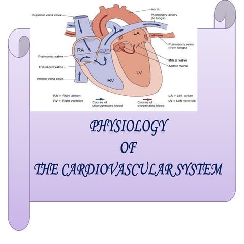 The Circulatory System Education Presentation in Red Pink Education ...