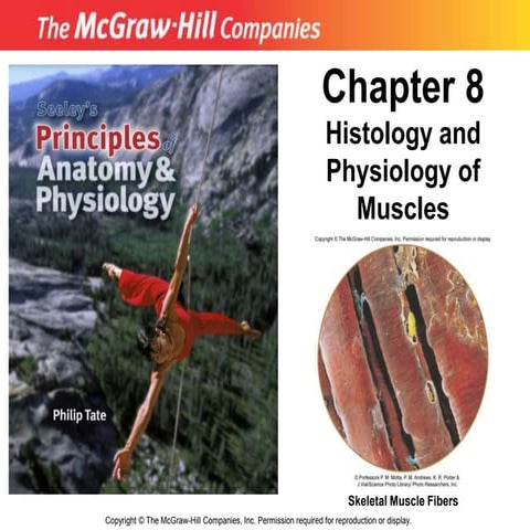 7.-The-Histology-and-Physiology-of-Muscles.ppt