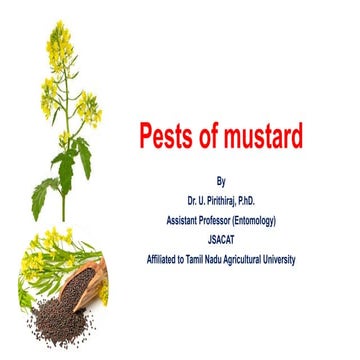 Pests of mustard_Identification_Management_Dr.UPR.pdf