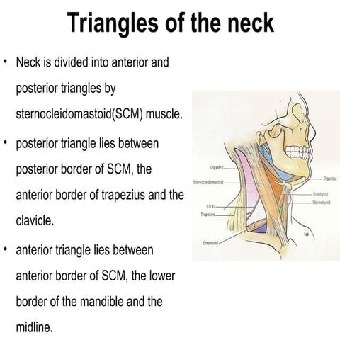 Anatomy of submental and submandibular triangles | PPTX