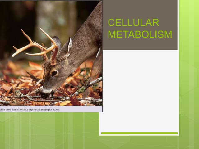 Zoology (laboratory) coverage | PPTX