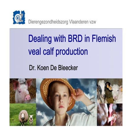 7.dealing with brd in flemish veal calf production | PDF