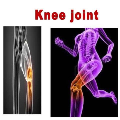 ligaments of the knee joint | PDF