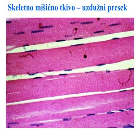 7 misicna tkiva i krv | PPT