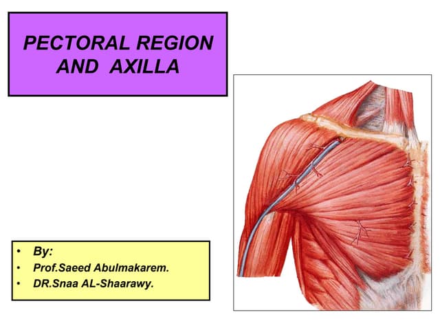 4-AXILLA.ppt anatomy of the axillary region | PPT