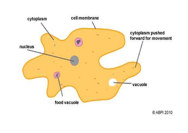 Protozoa Structure | PPT