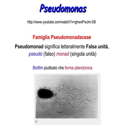 7.pseudomonas | PPT