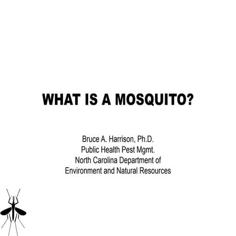 7 What Is A Mosquito | PPT