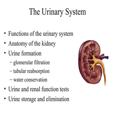 702 kidney | PPT